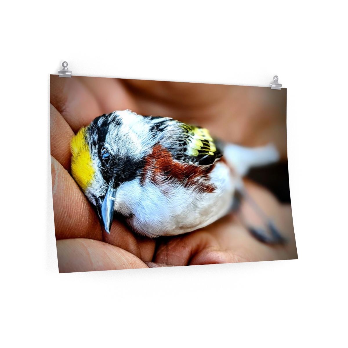 Premium Matte horizontal posters – Pacca Studios Premium Matte horizontal posters – Pacca Studios